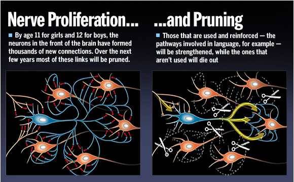 nerve proliferation pruning – FLOW STRETCH AND MOVEMENT